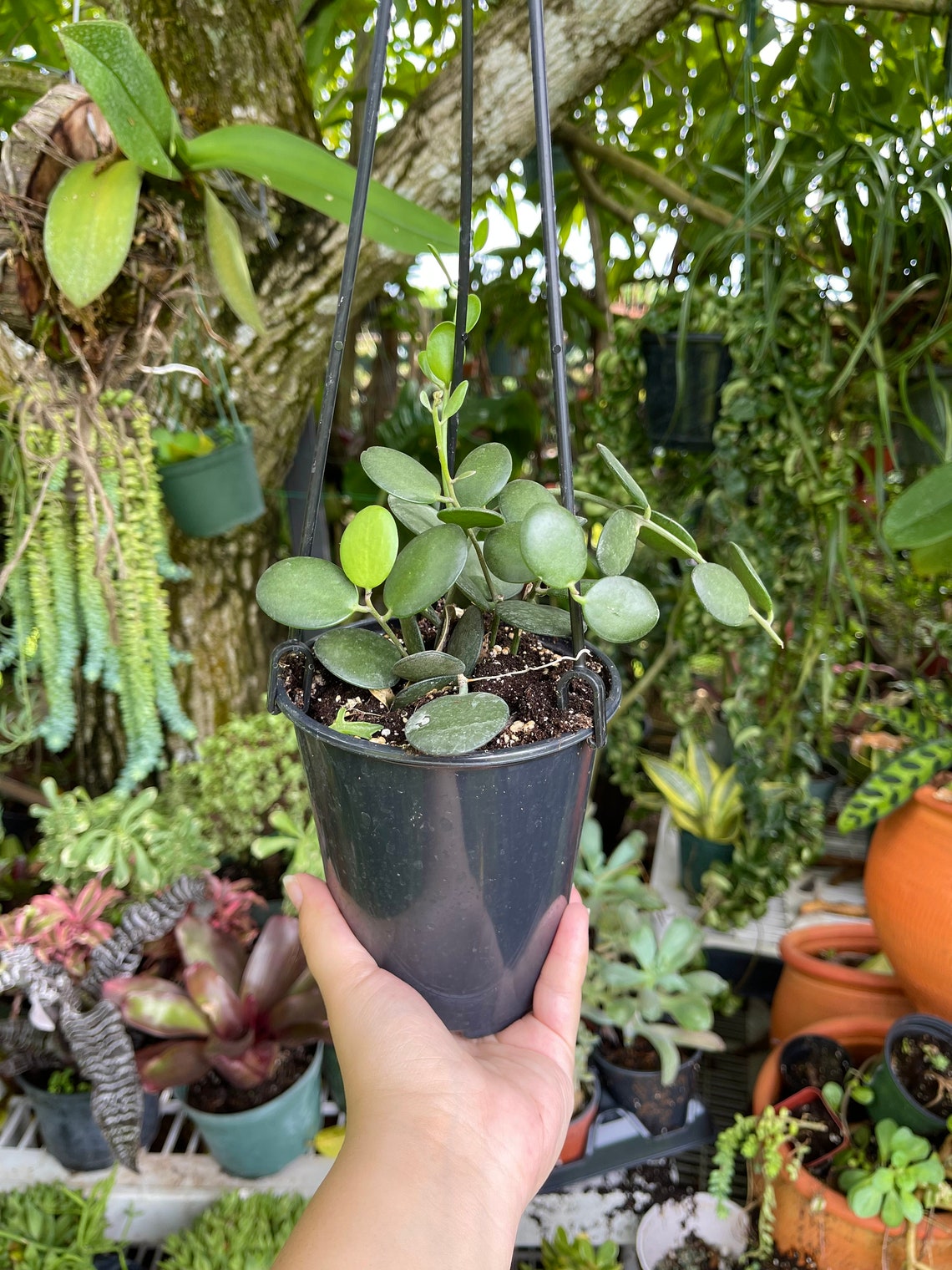 Silver Dollar Vine Xerosicyos Danguyi Rare Succulent Live | Etsy