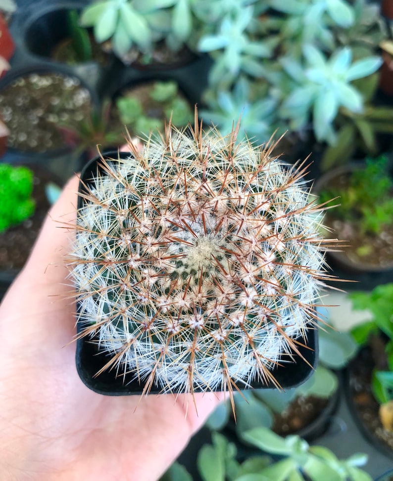 Mammillaria Round Ball Cactus Rare Succulent Live Plant - Etsy