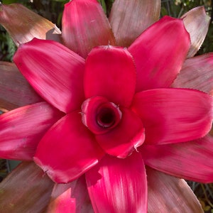 6” Neoregelia Maria Bromeliad Rare Live Plant - Etsy