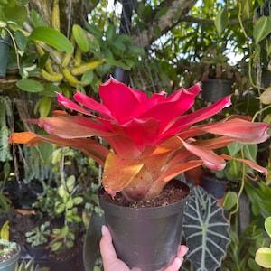 6” Neoregelia Maria Bromeliad Rare Live Plant - Etsy