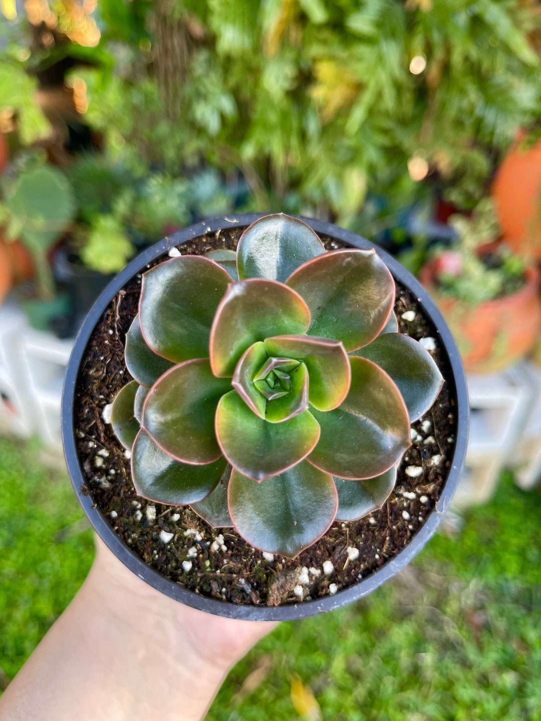 Echeveria Chroma Rare Succulent Live Plant - Etsy
