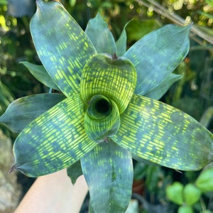 Vriesea Gigantea Rare Bromeliad Live Plant - Etsy