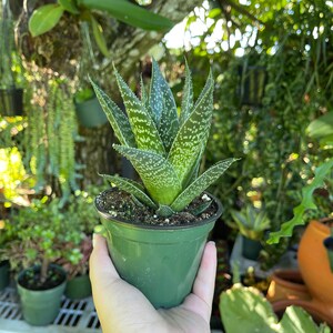 Gasteria Flow Rare Succulent Live Plant - Etsy