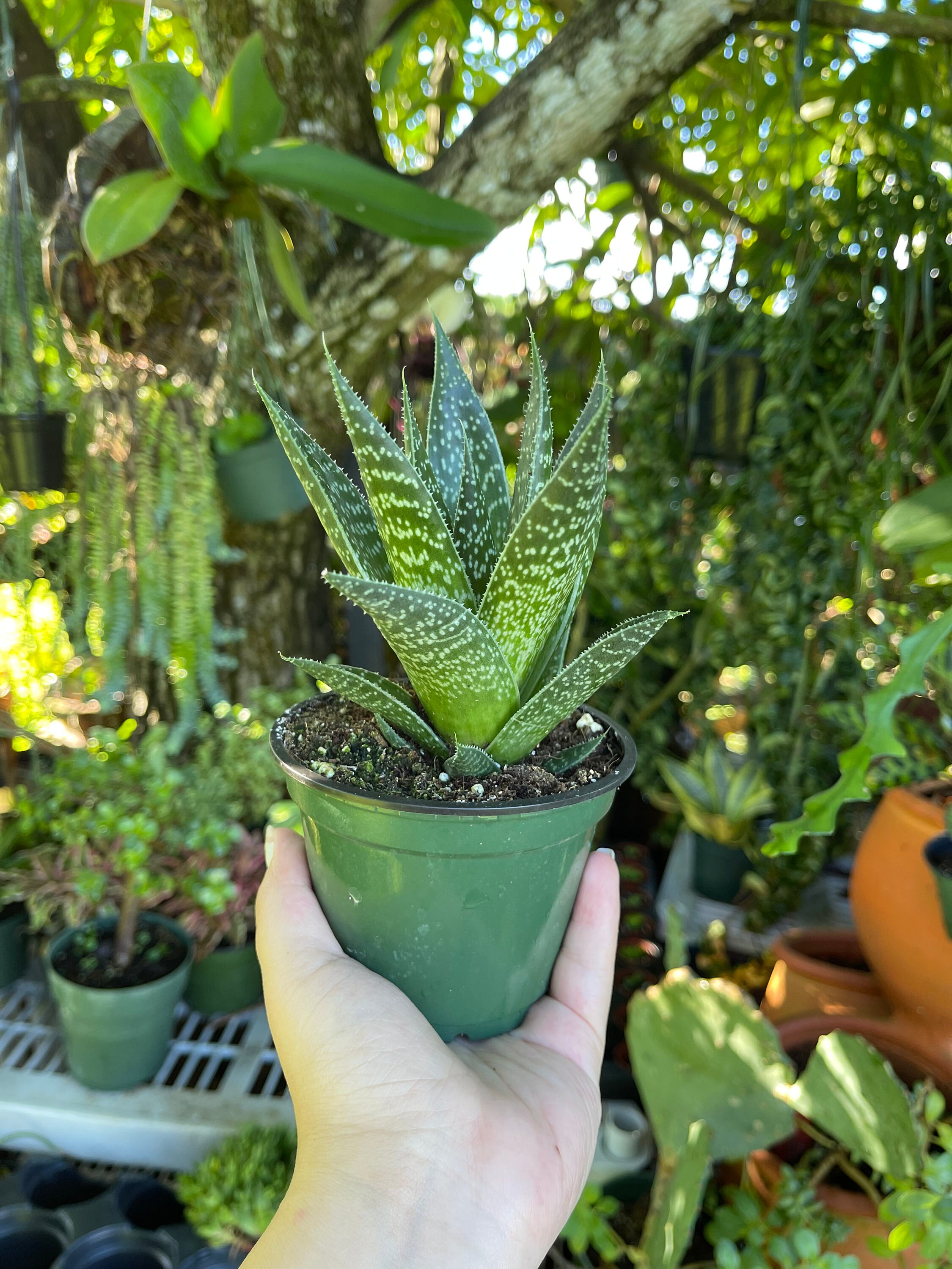 Gasteria Flow Rare Succulent Live Plant - Etsy