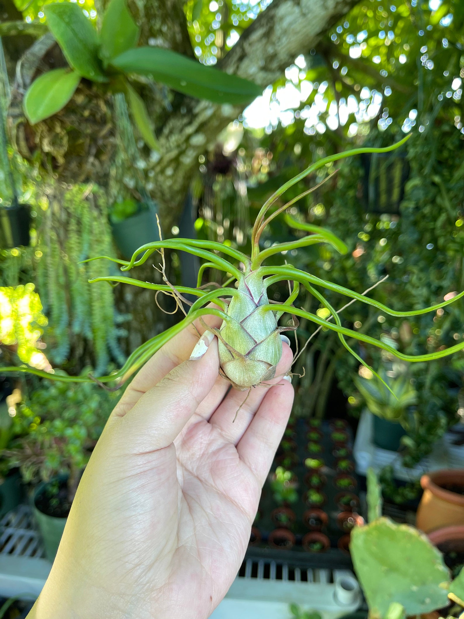 Tillandsia Bulbosa Alíen Air Plant | Etsy