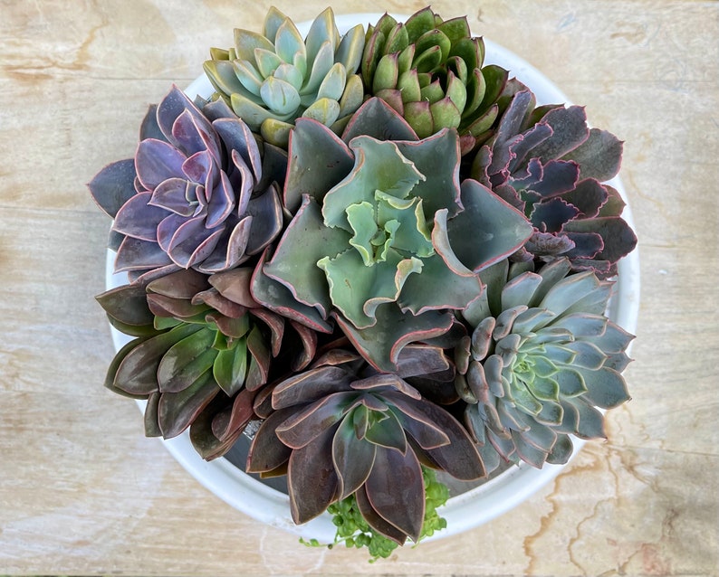 8” Living Colorful Succulent Arrangement - Etsy