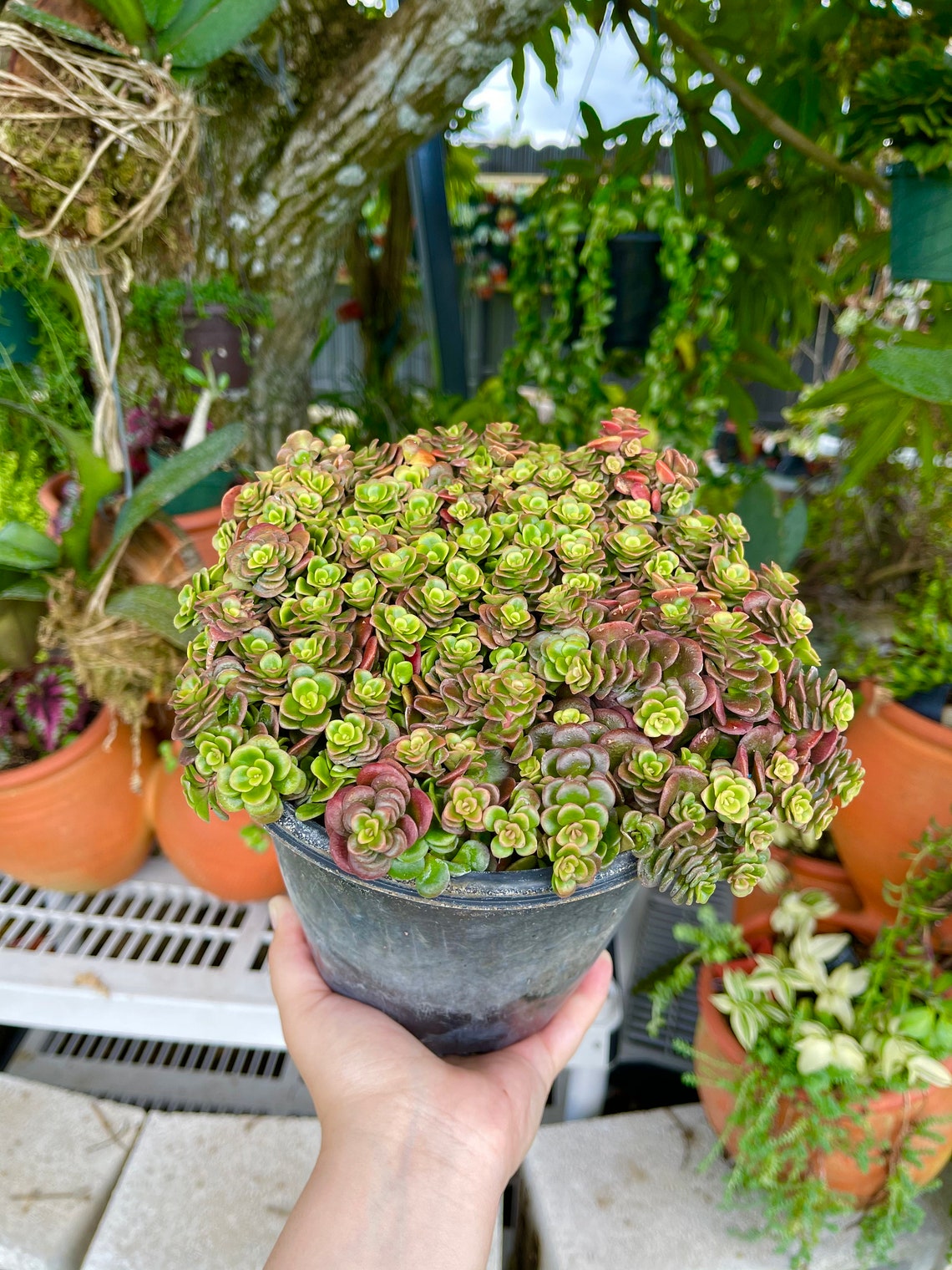 6” Sedum Tetractinum Coral Reef Rare Succulent Live Plant - Etsy