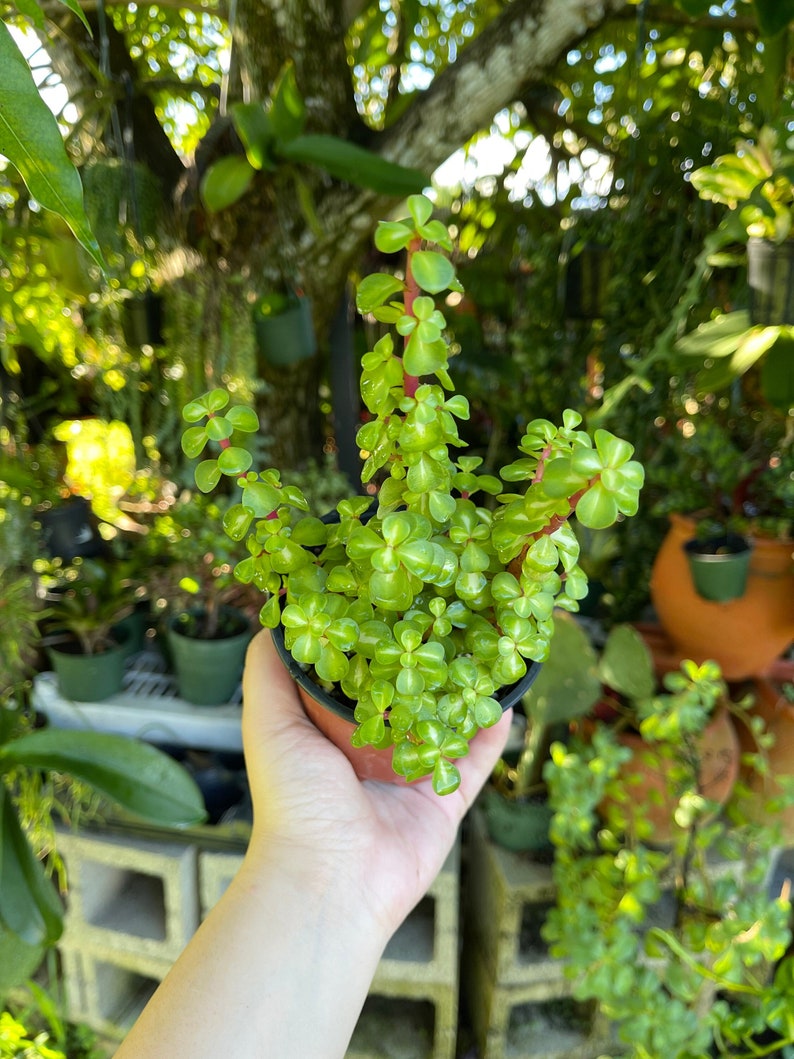 Elephant Bush Portulacaria Afra Rare Succulent Live Plant - Etsy