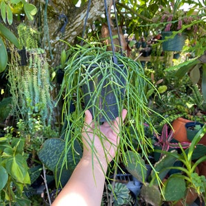 Rhipsalis Baccifera ‘ Mistletoe Cactus ‘ Rare Succulent Live Hanging ...