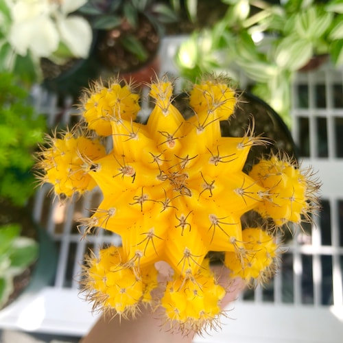 Variegated Grafted Moon Cactus Rare Succulent Live Cacti Plant - Etsy