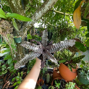 6” Bromeliad Cryptanthus Absolute Zero Tiger Rare Live Plant - Etsy
