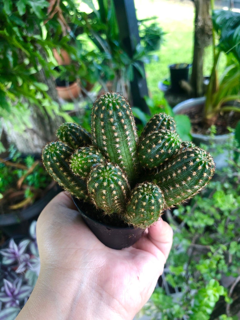 Peanut Cactus Echinopsis Rare Cactus Succulent Cacti Live - Etsy