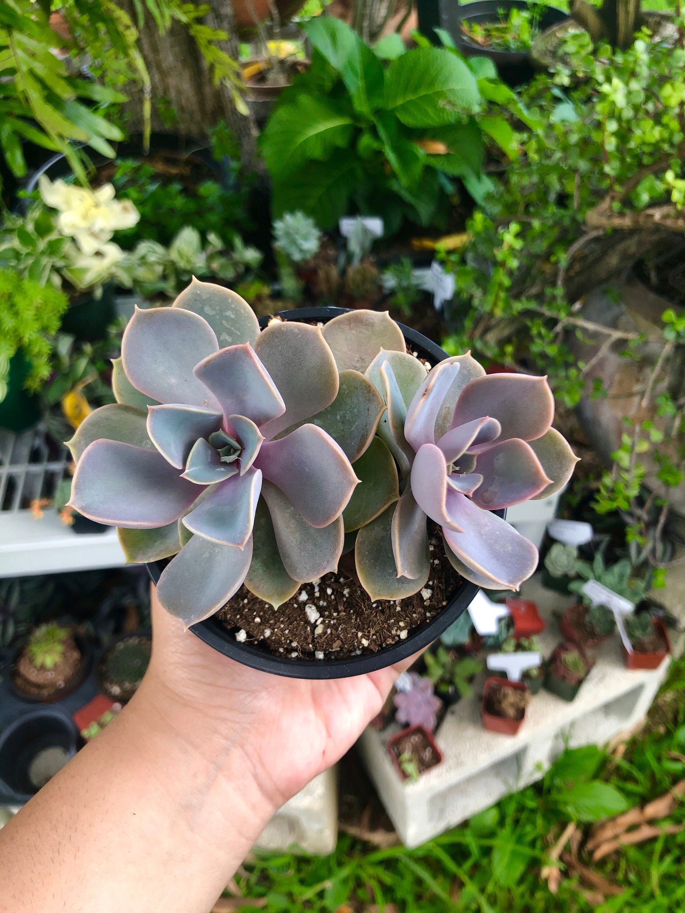 Double Echeveria Perle Von Nurnberg Rare Succulent Live Plant - Etsy