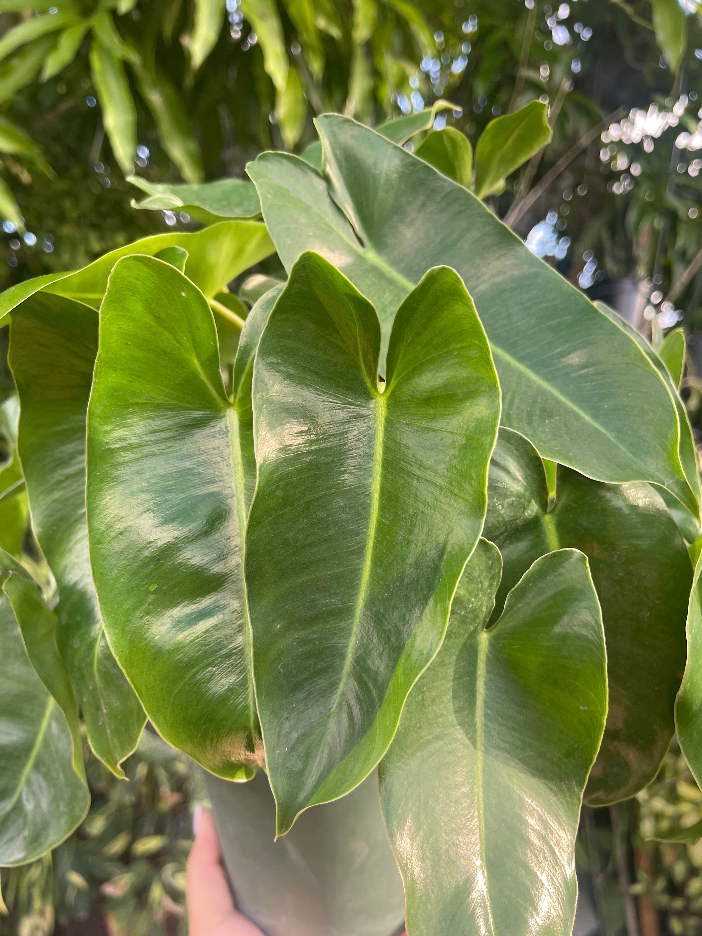 6 Blue Marx Philodendron Rooted Live Plant - Etsy