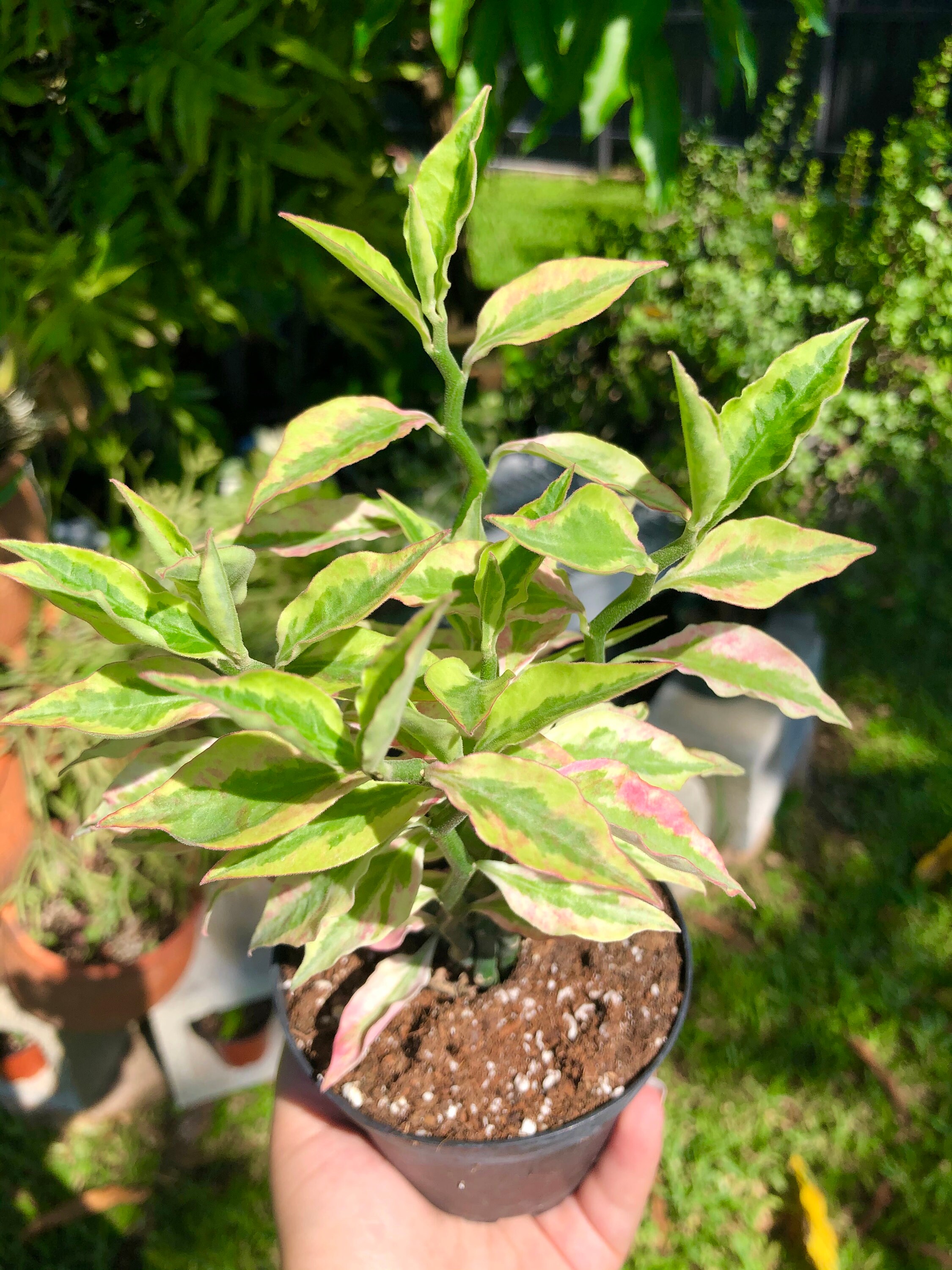 Pedilanthus Tithymaloides Variegated Pink devils Backbone - Etsy