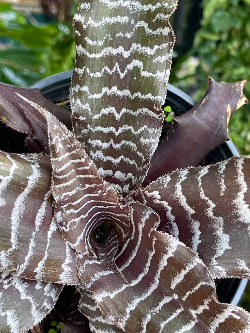 6 Bromeliad Cryptanthus Absolute Zero Tiger Rare Live Plant - Etsy