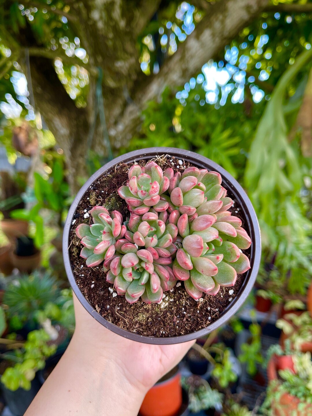 Graptoveria Bashful Pink Ruby Cluster Rare Succulent Live Plant - Etsy