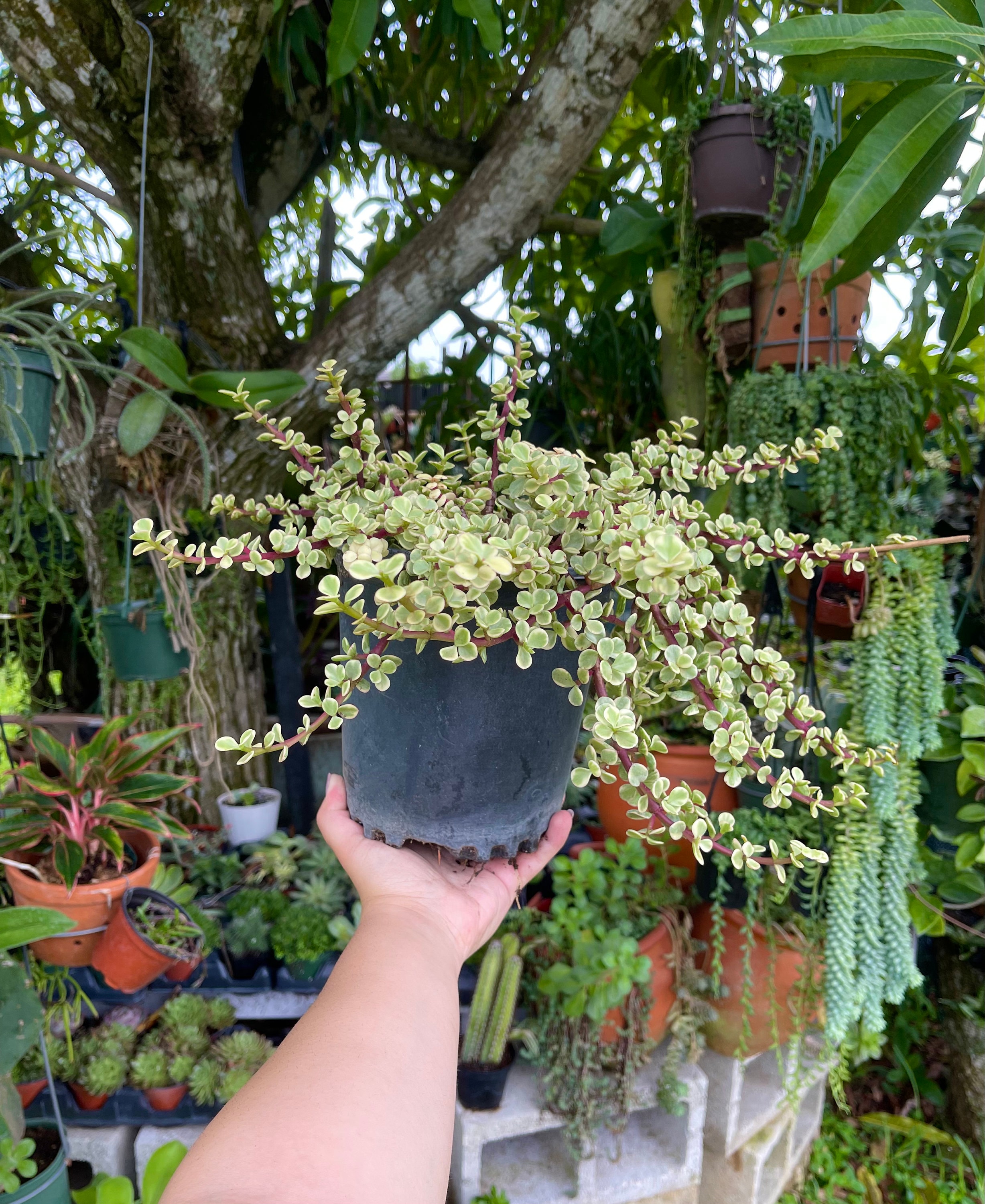 Large Variegated Rainbow Elephant Bush Portulacaria Afra Rare - Etsy ...