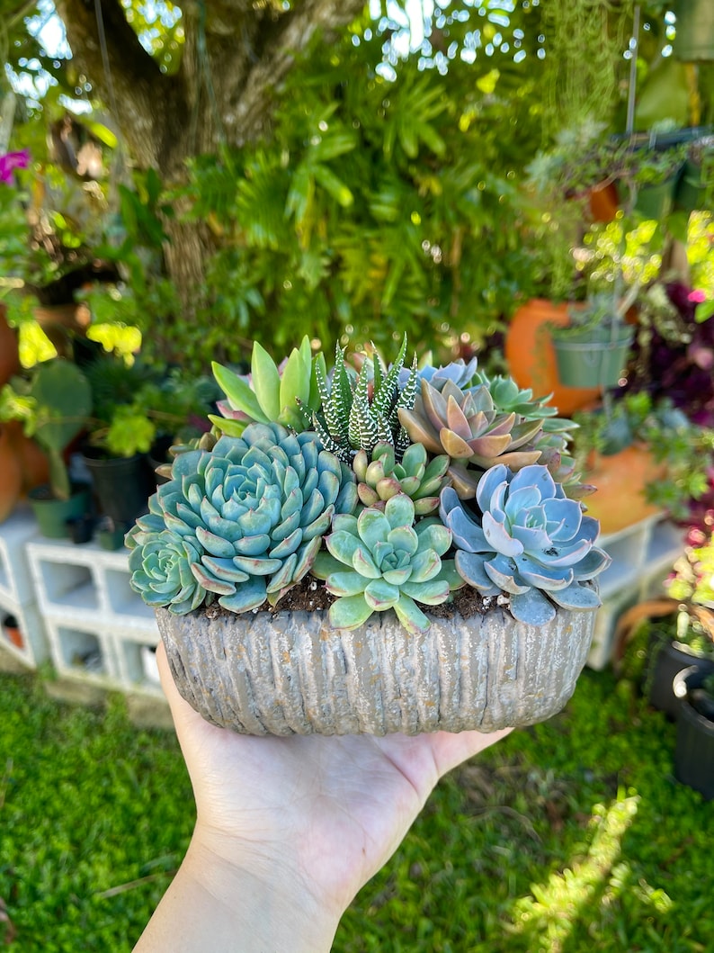 Large Living Colorful Succulent Arrangement - Etsy