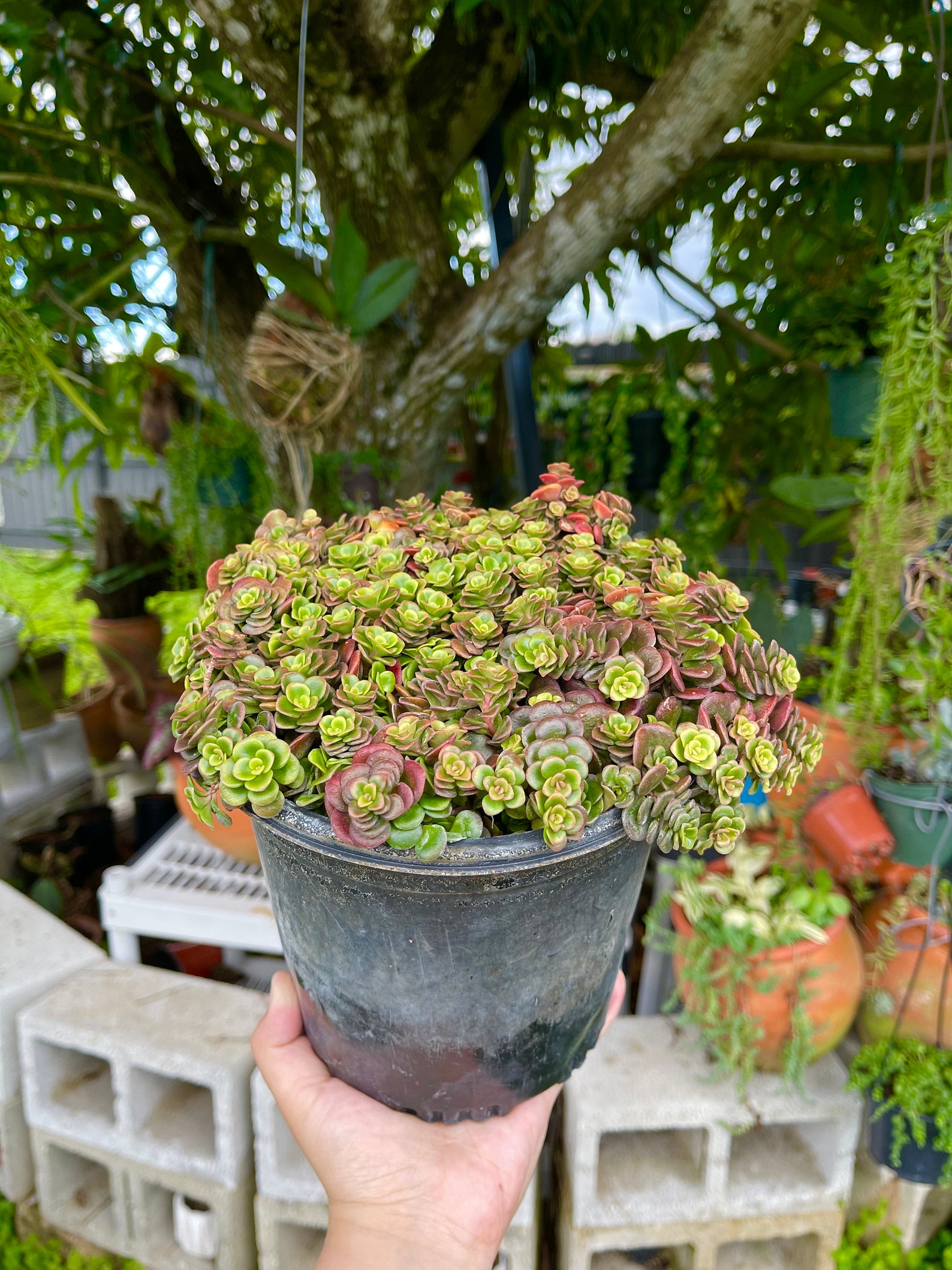 6” Sedum Tetractinum Coral Reef Rare Succulent Live Plant - Etsy