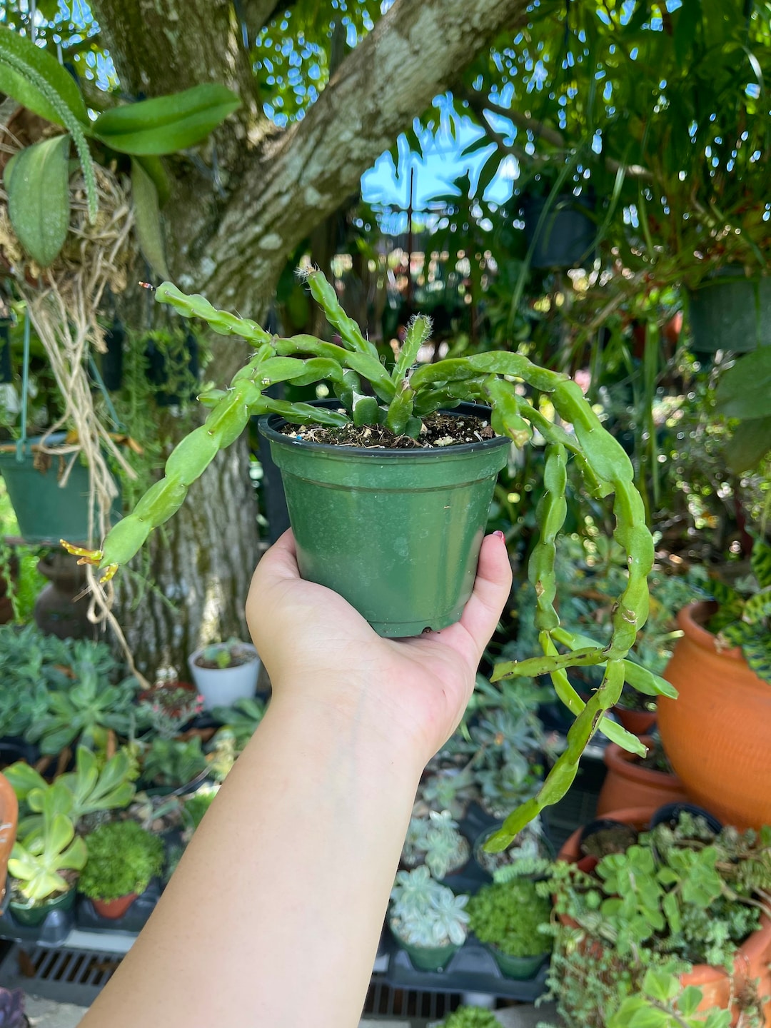 Rhipsalis Paradoxa Chain Cactus Rare Succulent Live Cacti Plant - Etsy