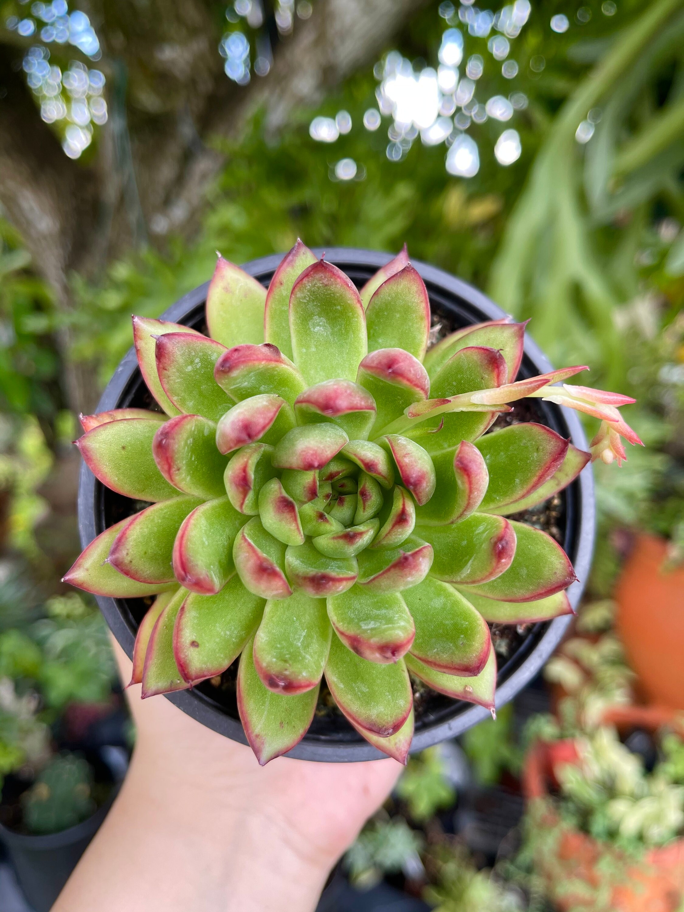 Echeveria Agavoides Cimette Rare Succulent Live Plant - Etsy