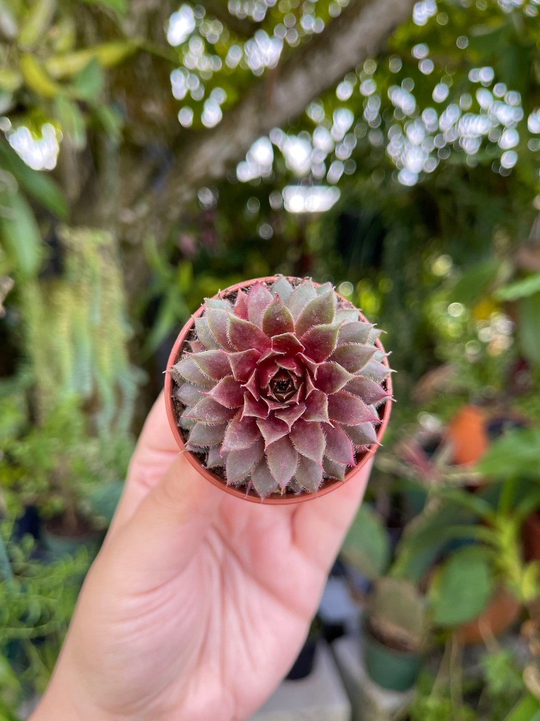 2” Sempervivum Ruby Hens and Chicks Rare Succulent Live Plant - Etsy