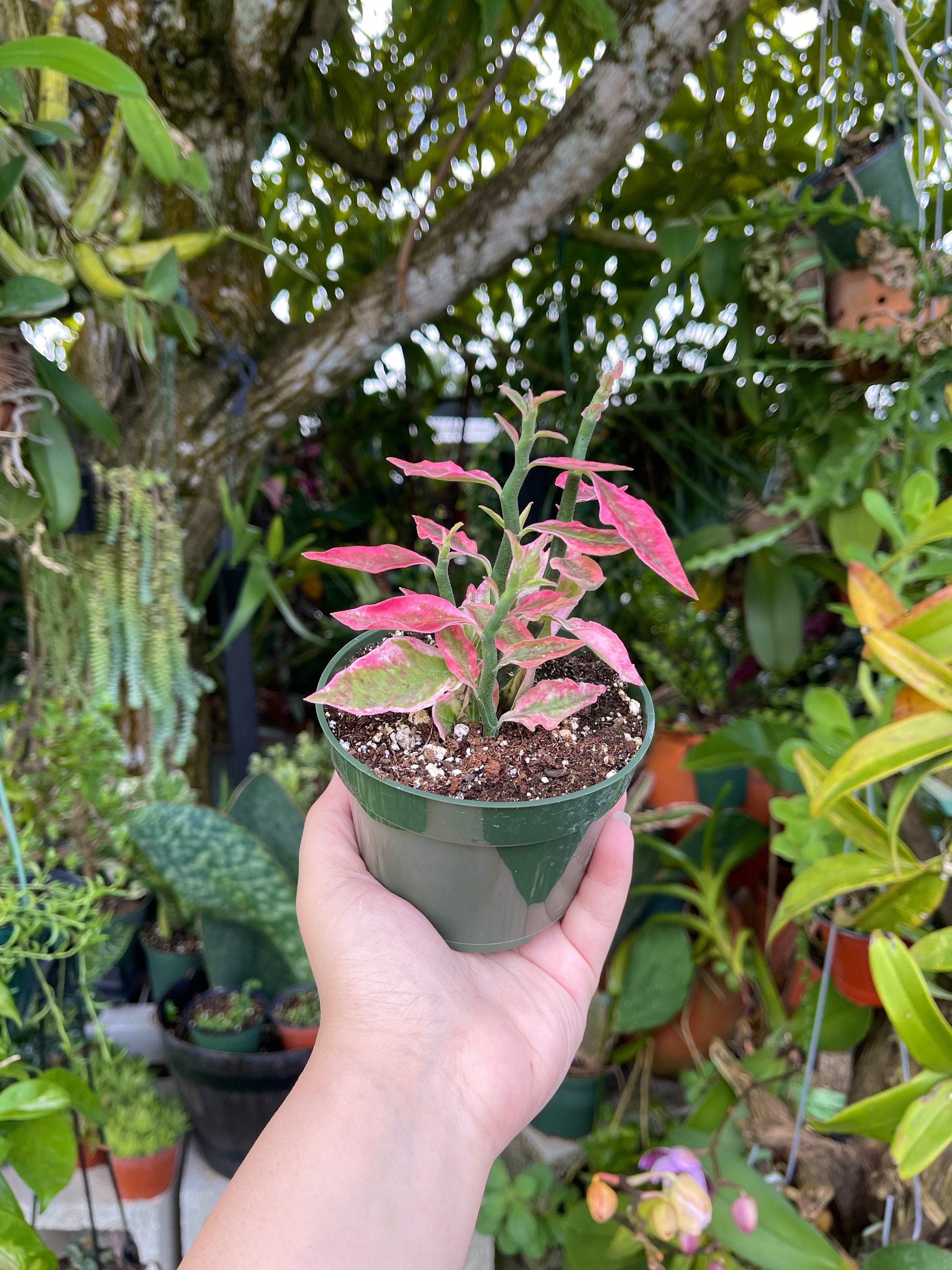 Pedilanthus Tithymaloides Variegated Pink devils Backbone - Etsy