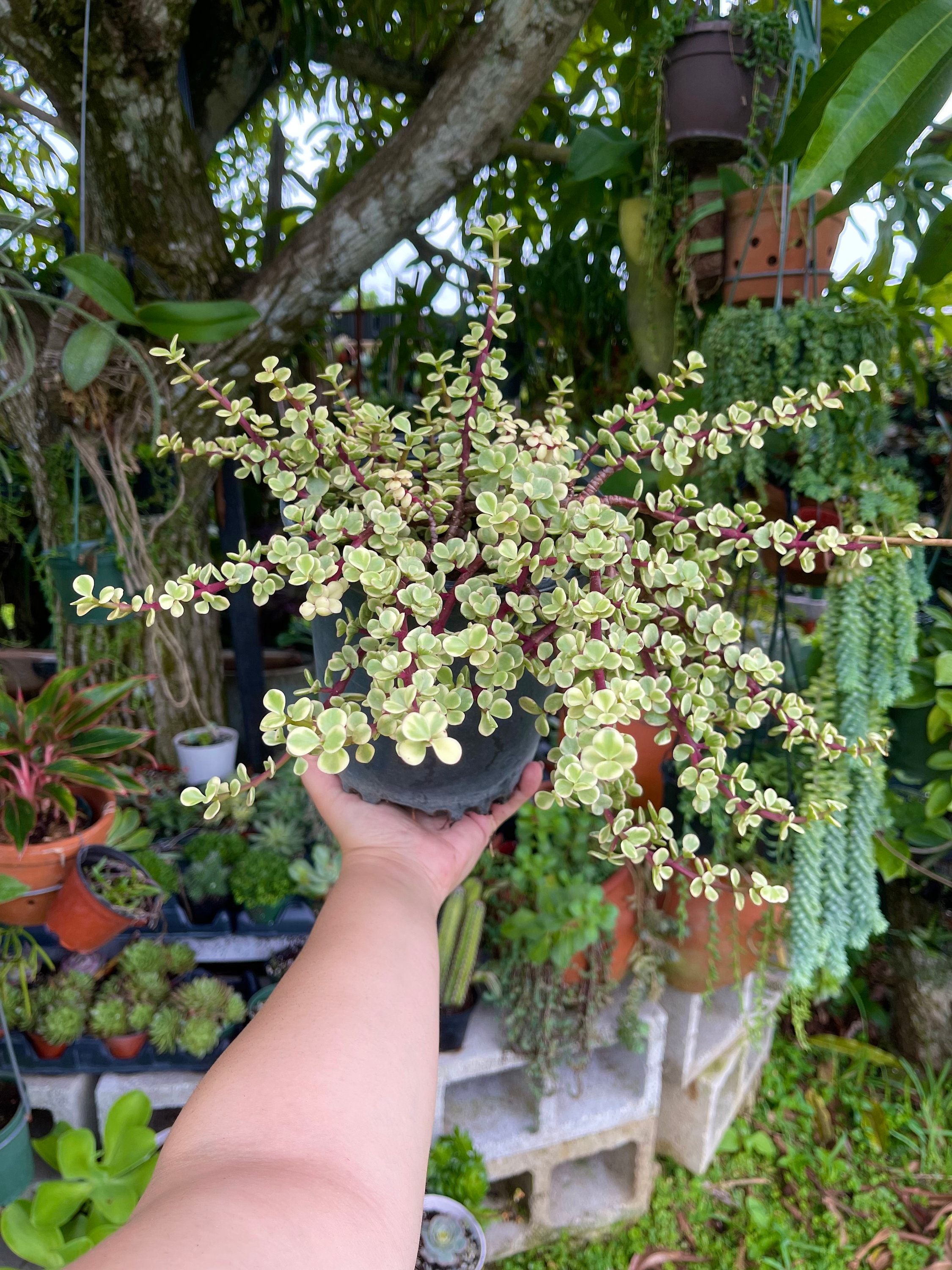 Large Variegated Rainbow Elephant Bush Portulacaria Afra Rare - Etsy ...