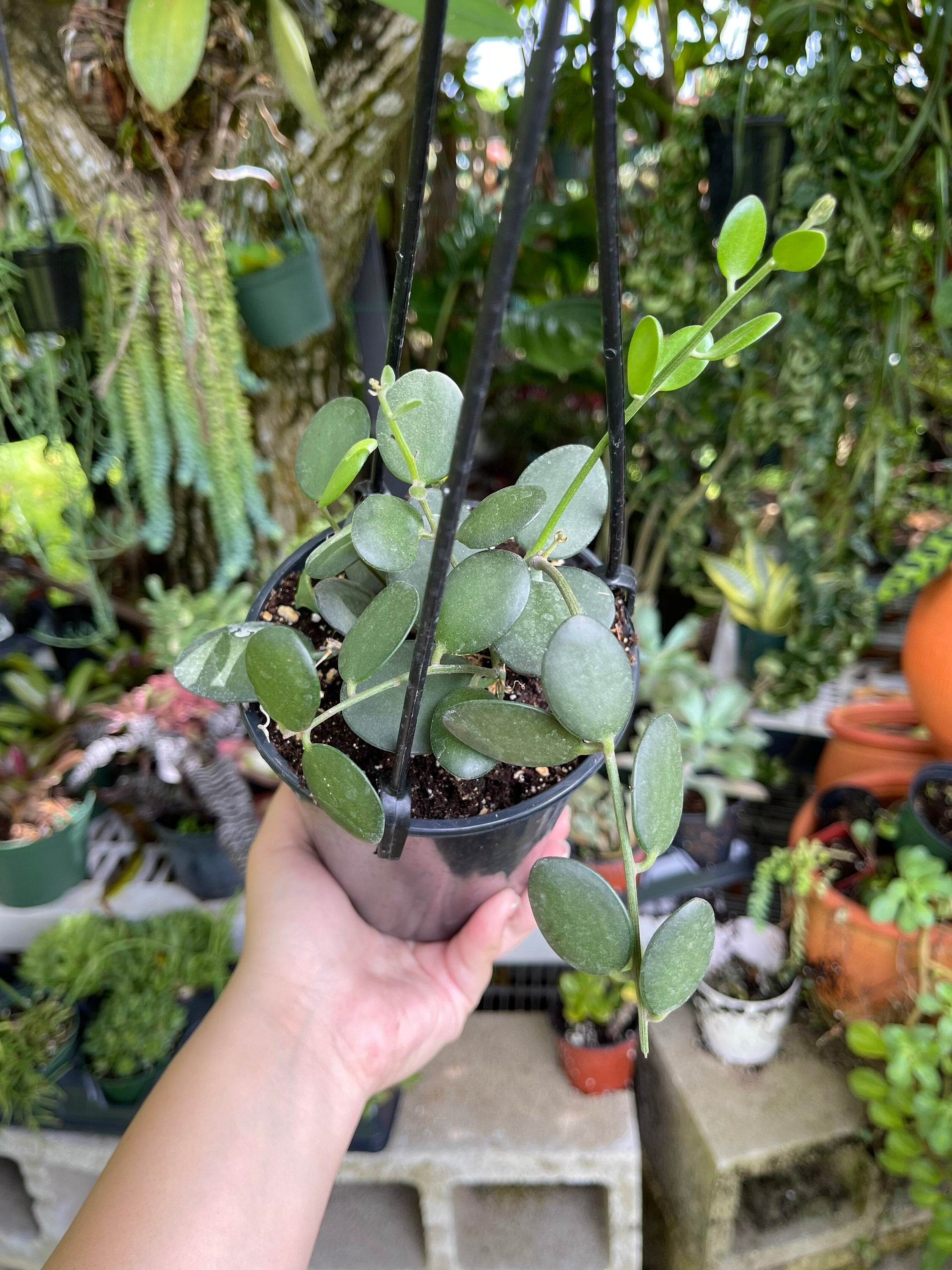 Silver Dollar Vine Xerosicyos Danguyi Rare Succulent Live | Etsy