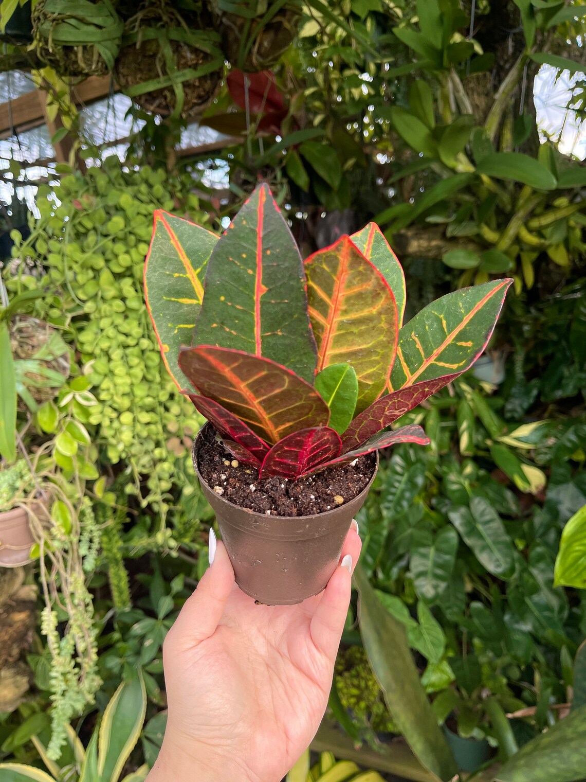 Multicolor Petra Croton Rare Live Plant - Etsy