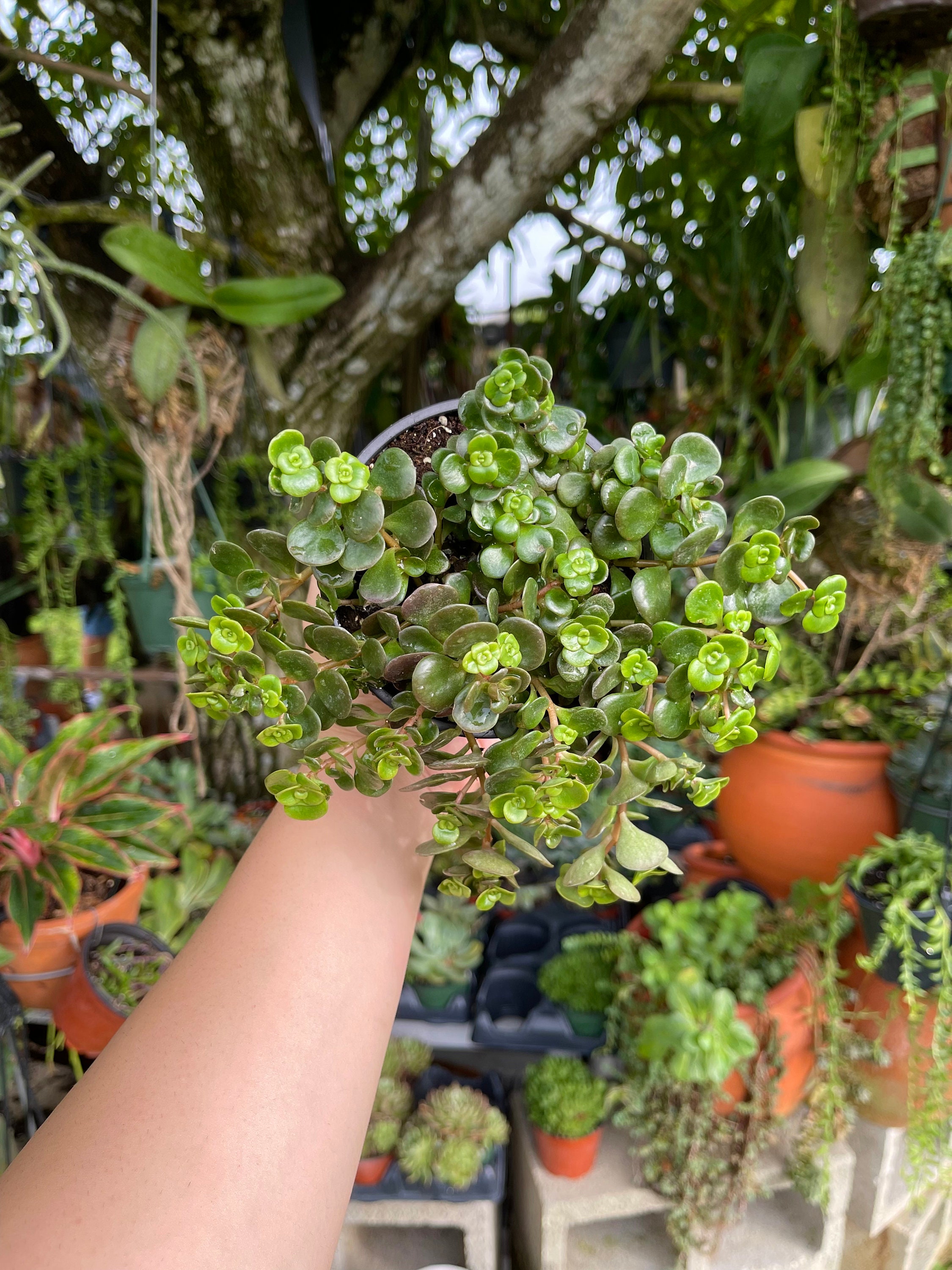 Sedum Tetractinum Coral Reef Rare Succulent Live Plant - Etsy