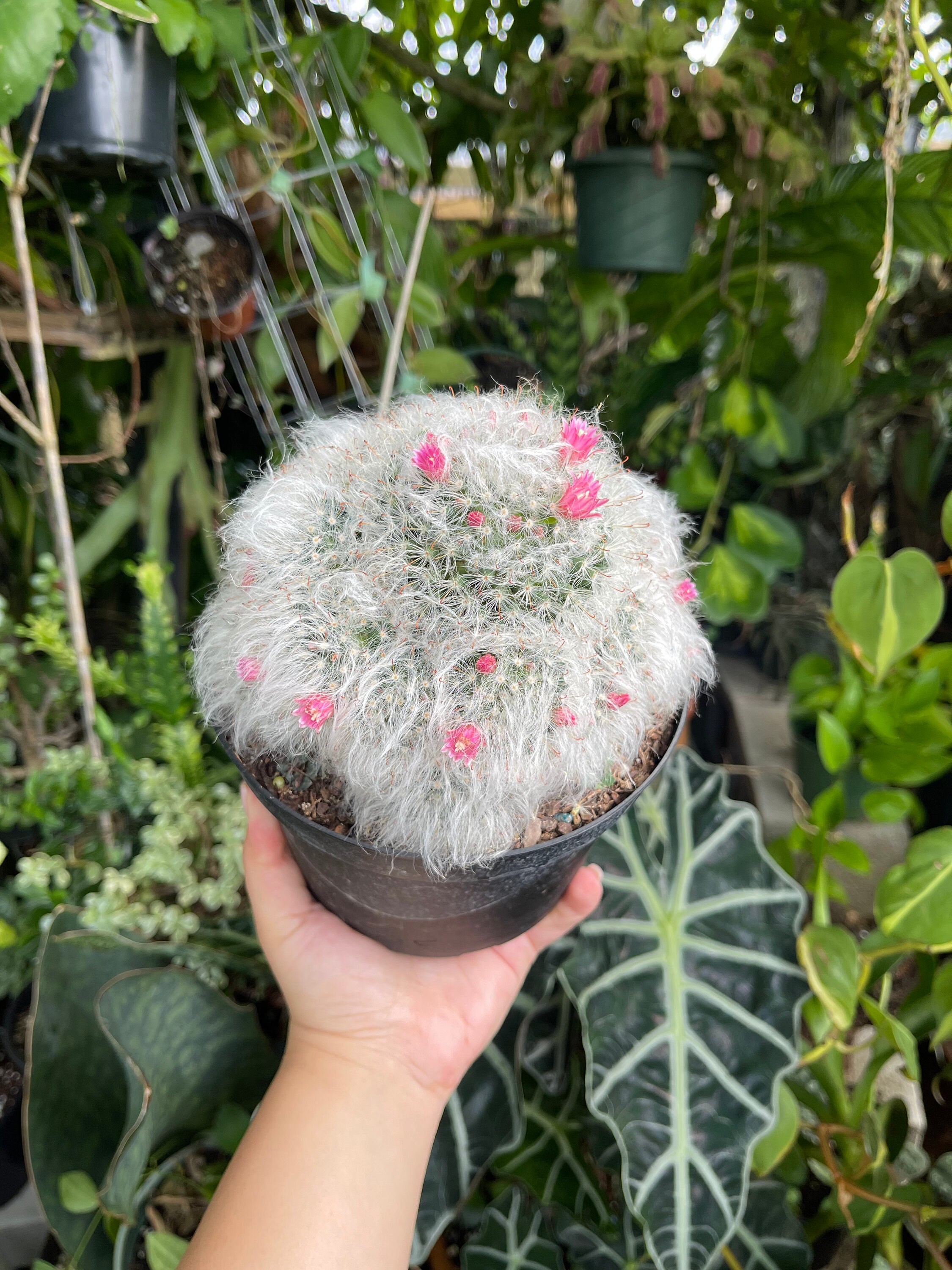 6 Mammillaria Bocasana Clumping Cactus Rare Succulent Live - Etsy