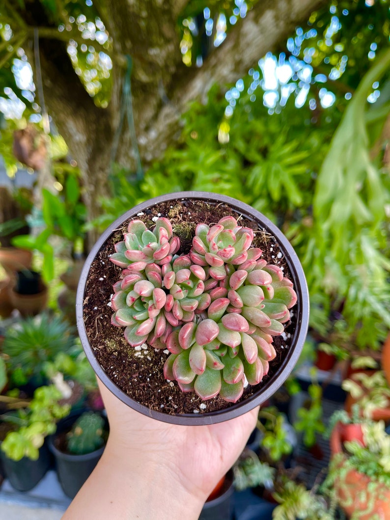 Graptoveria Bashful Pink Ruby Cluster Rare Succulent Live - Etsy