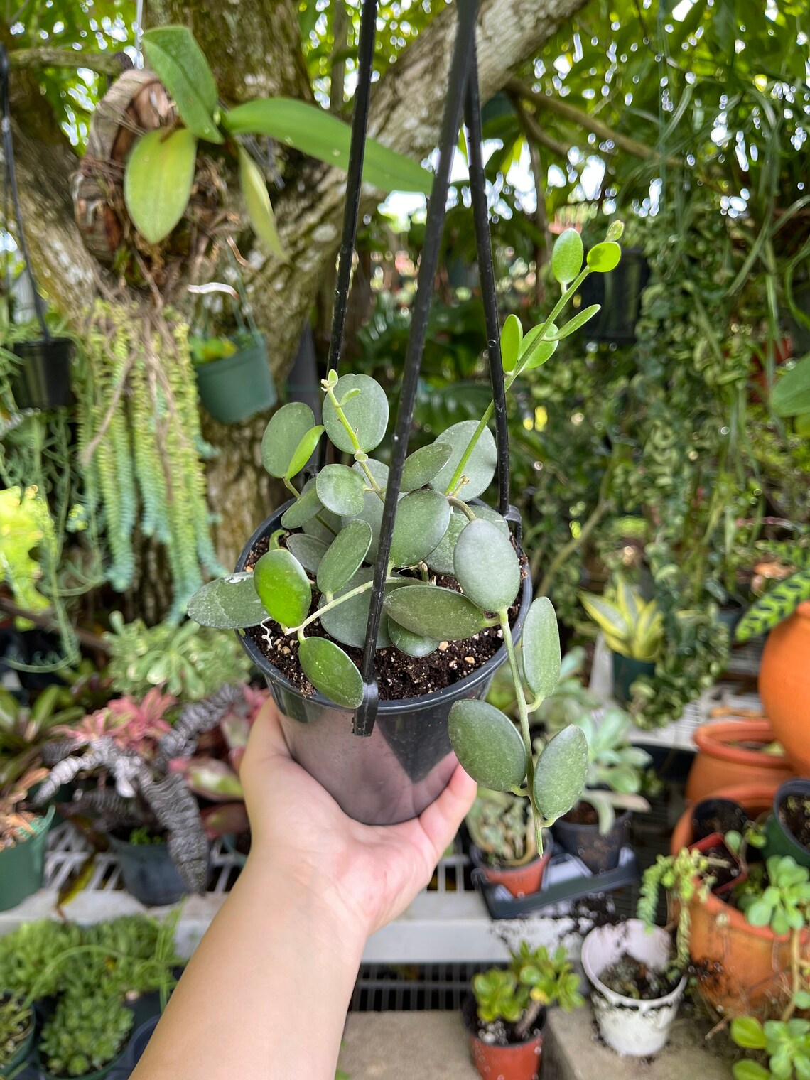 Silver Dollar Vine Xerosicyos Danguyi Rare Succulent Live | Etsy