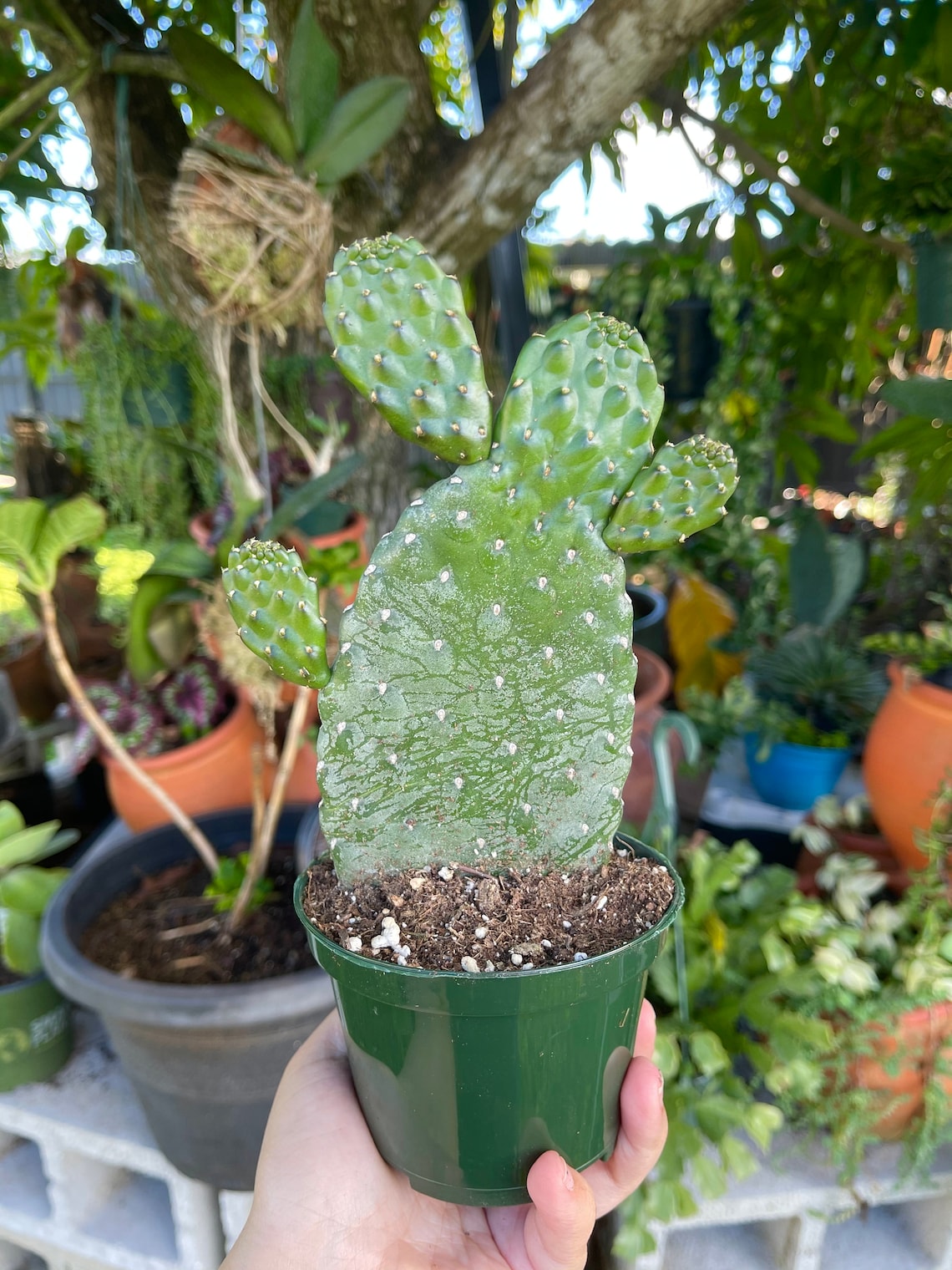 Opuntia Rubescens Road Kill Cactus Rare Succulent Live Smooth Cacti ...