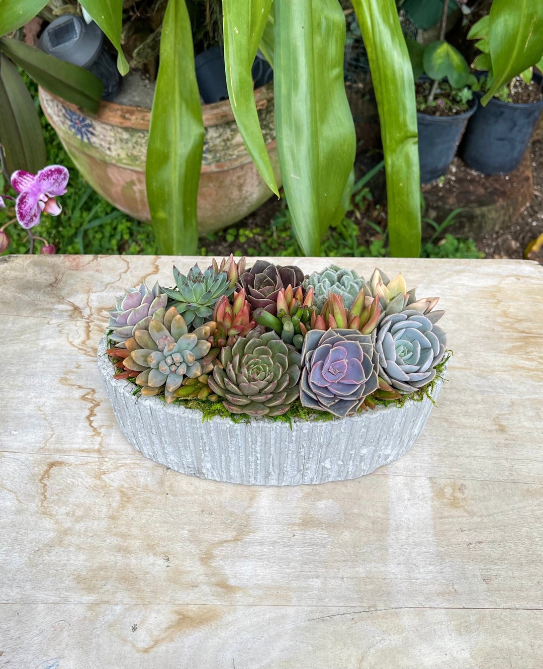 Oval Living Colorful Succulent Arrangement - Etsy