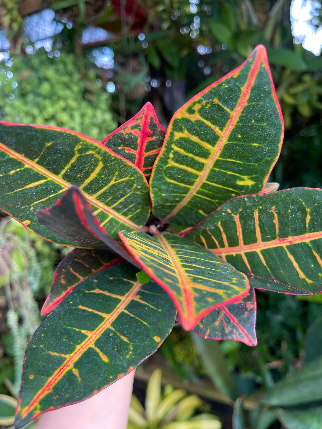 Multicolor Petra Croton Rare Live Plant - Etsy