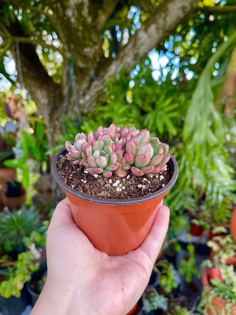 Graptoveria Bashful Pink Ruby Cluster Rare Succulent Live - Etsy