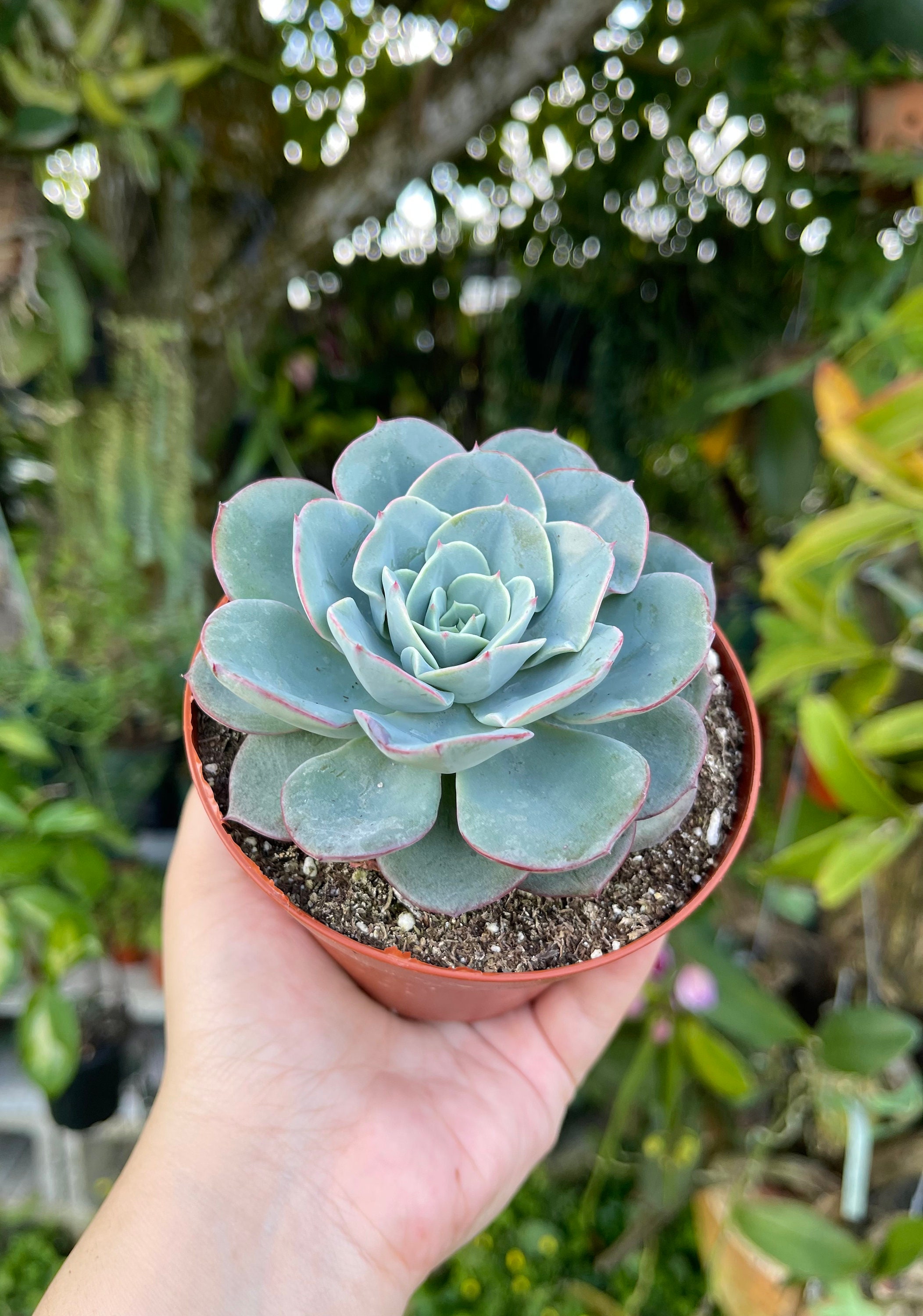 Echeveria Atlantis Rare Succulent Live Plant | Etsy