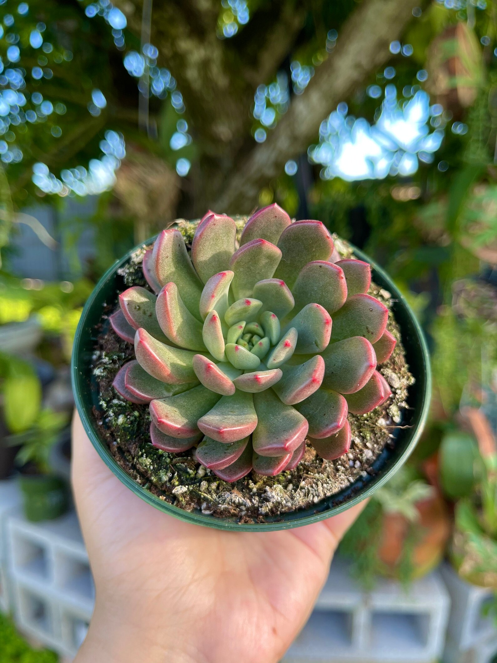 Graptoveria Bashful Pink Ruby Rare Succulent Live Plant - Etsy