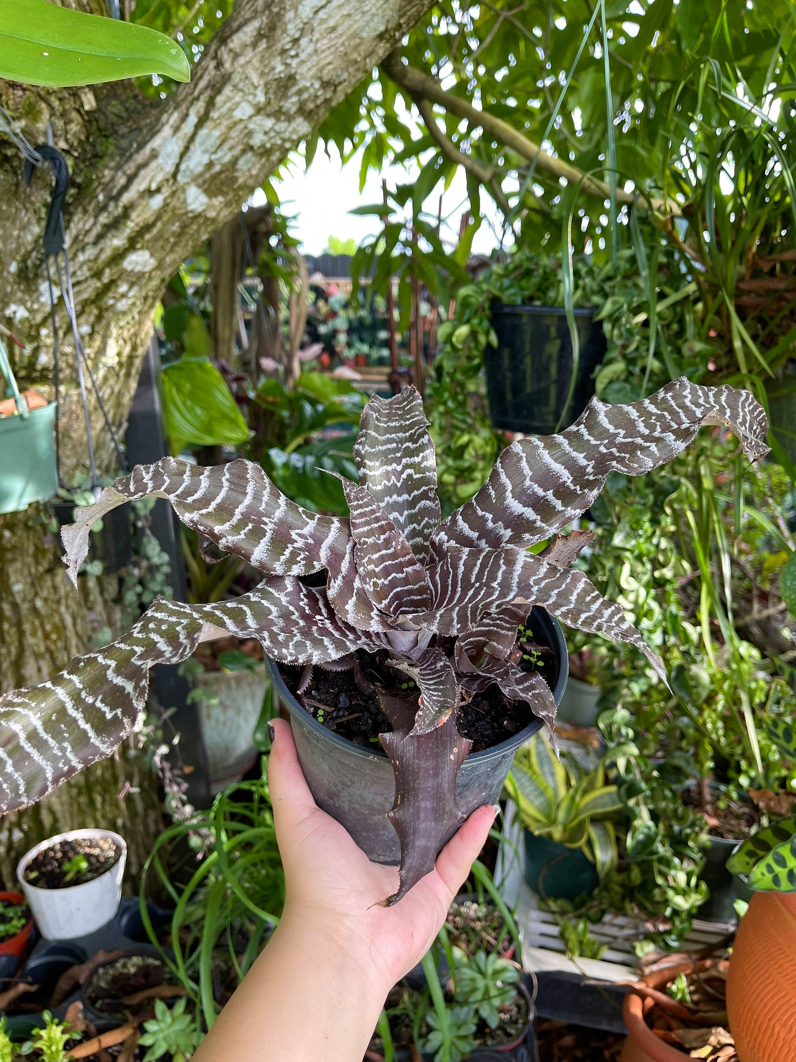 6 Bromeliad Cryptanthus Absolute Zero Tiger Rare Live Plant - Etsy