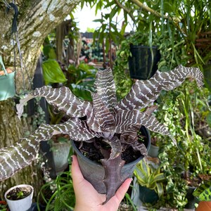 6” Bromeliad Cryptanthus Absolute Zero Tiger Rare Live Plant - Etsy