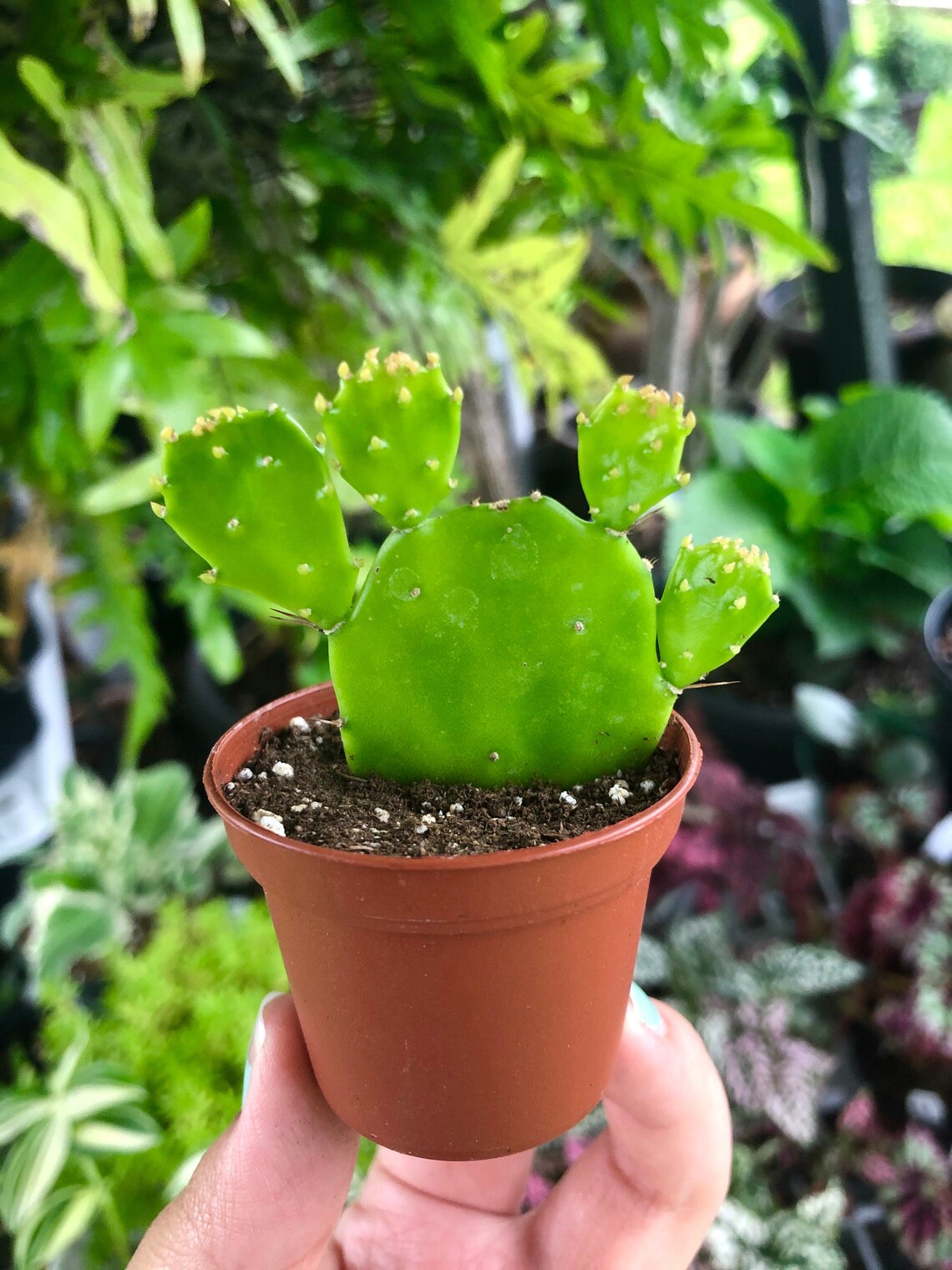 Mini Nopalea Cochenillifera ‘cochineal Nopal’ Green Cactus Rare ...