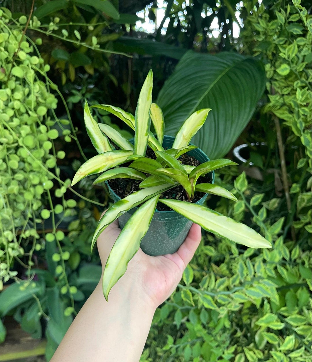 Hoya Wayetti Variegated Rare Succulent Live Plant - Etsy