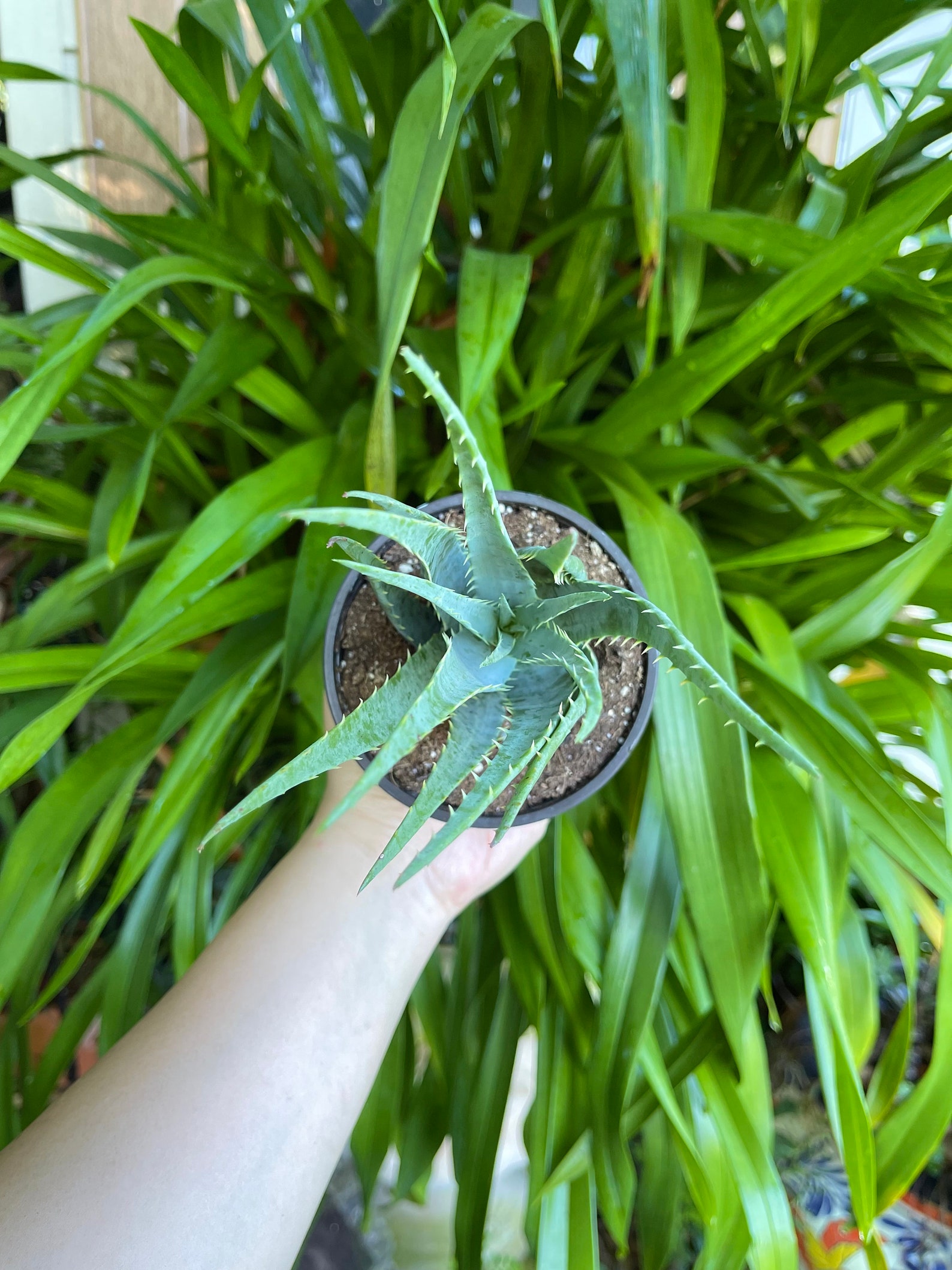 Aloe Blue Elf Rare Succulent Live Plant - Etsy