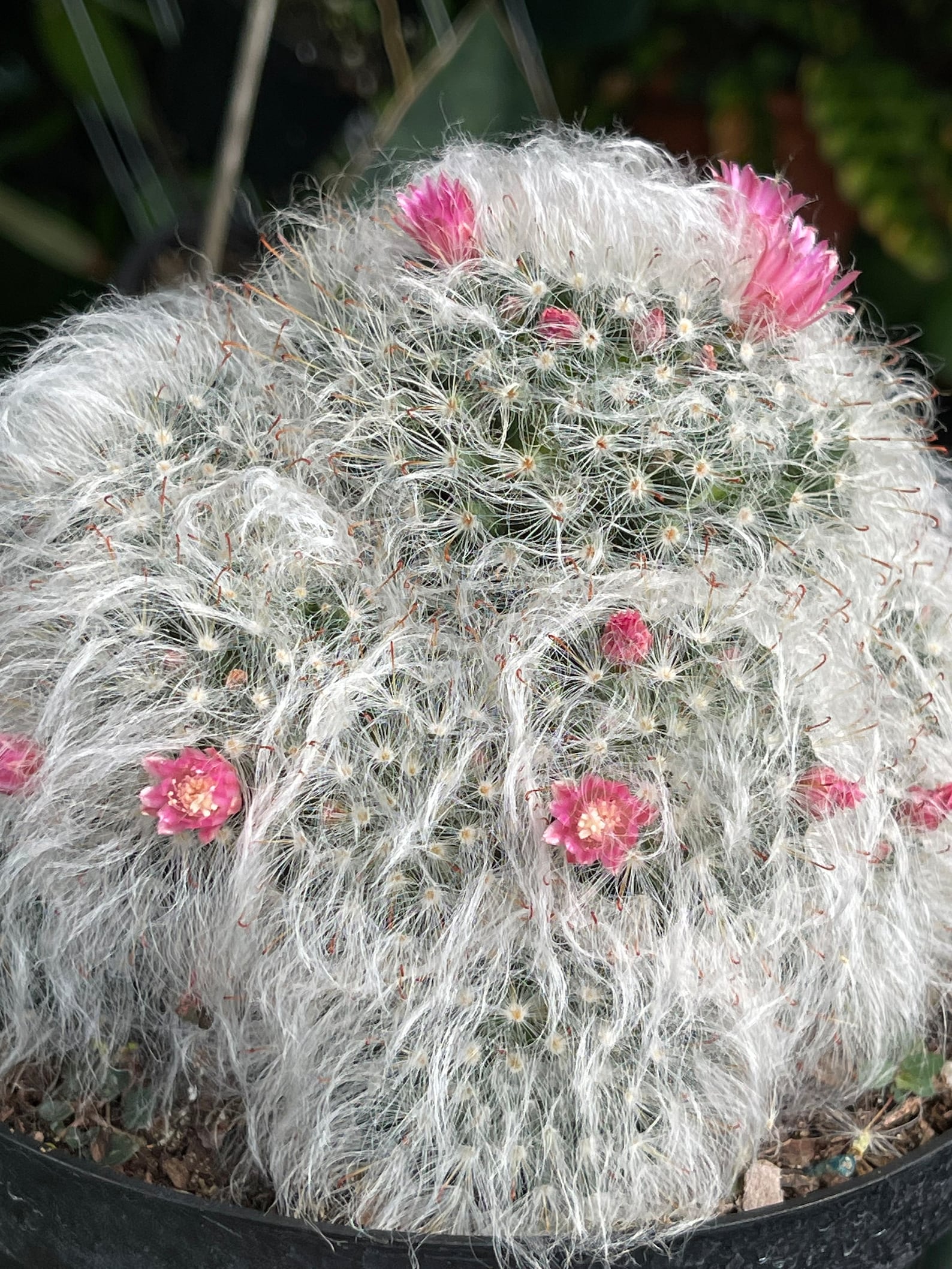 6 Mammillaria Bocasana Clumping Cactus Rare Succulent Live - Etsy