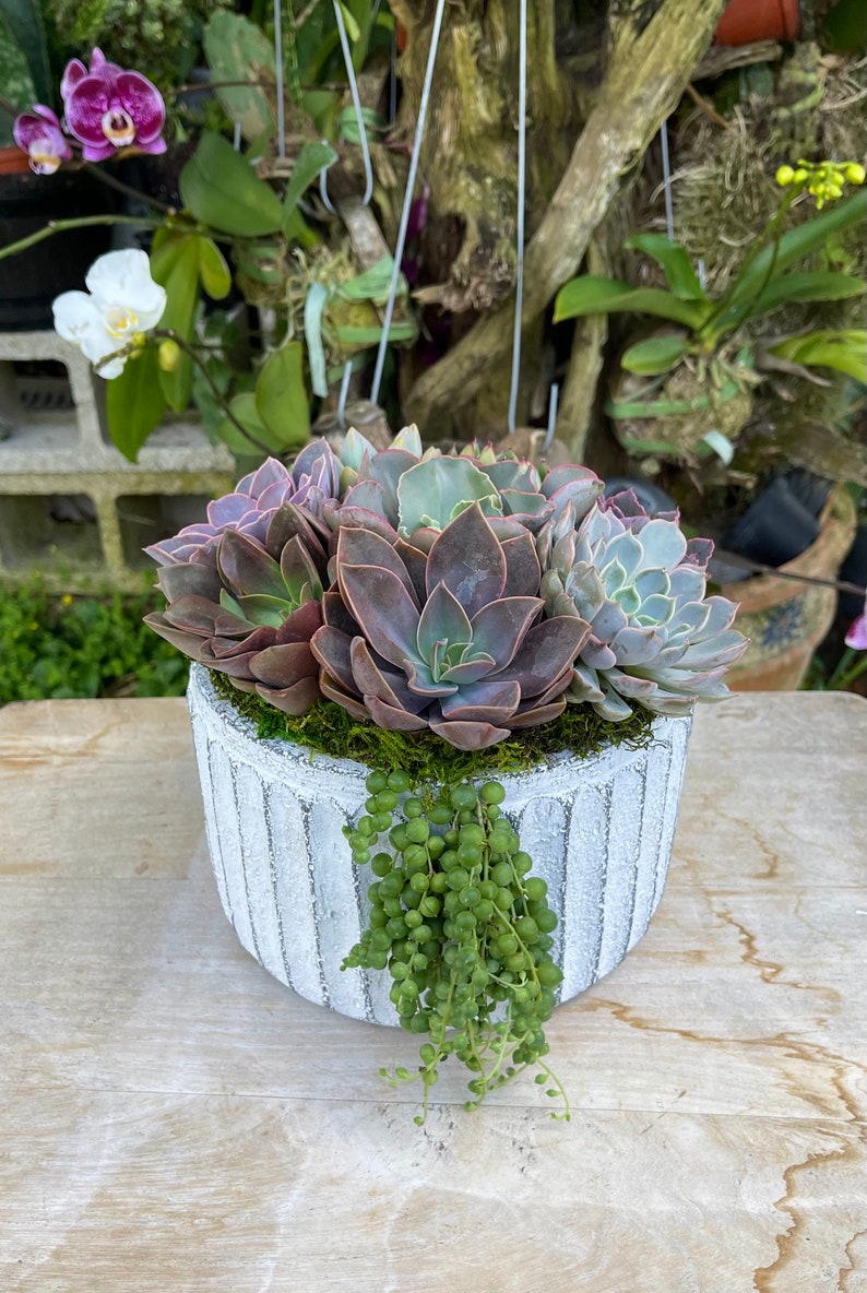 8” Living Colorful Succulent Arrangement - Etsy