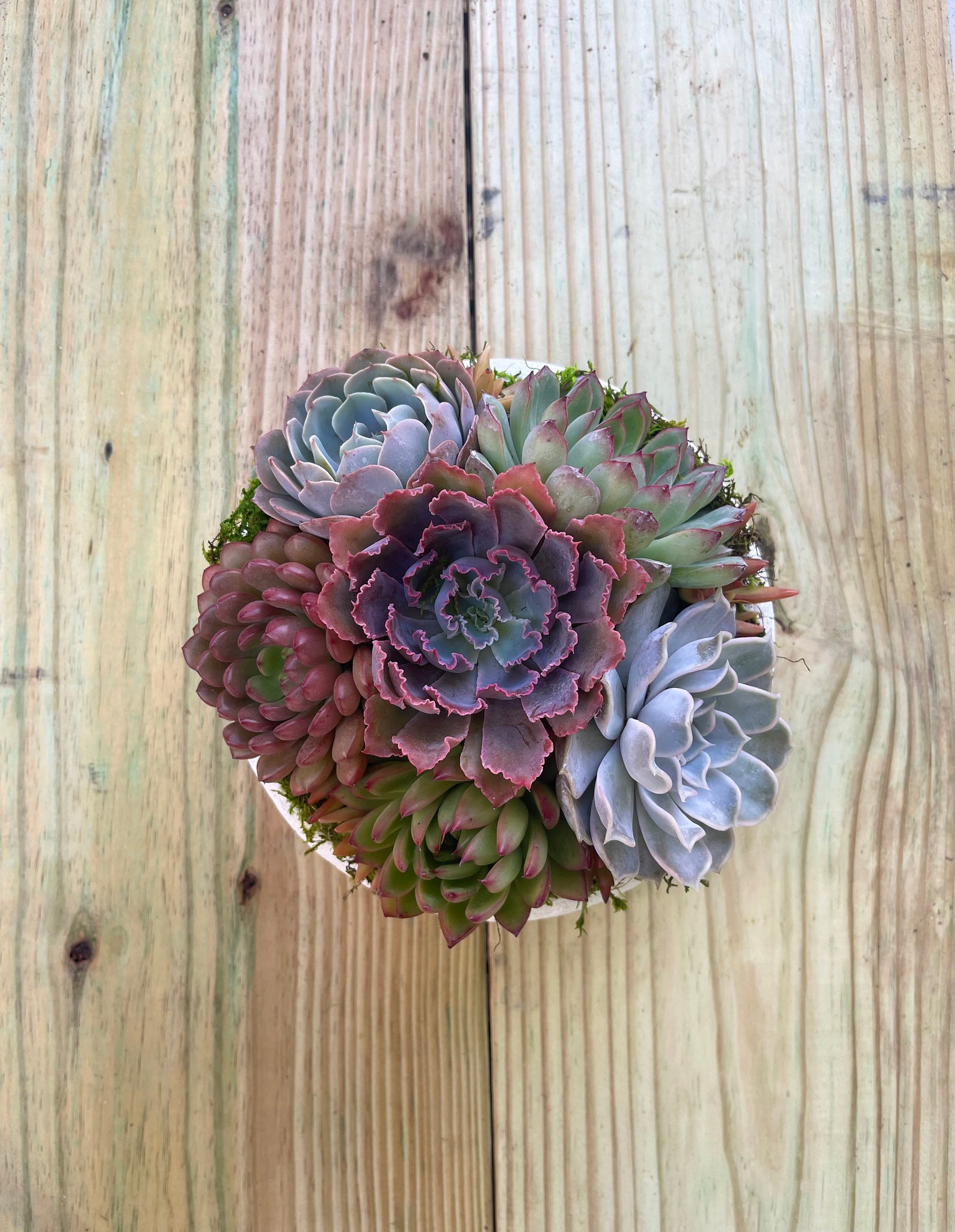 8” Round Living Colorful Succulent Arrangement - Etsy
