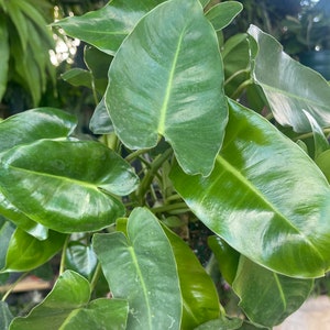 6 Blue Marx Philodendron Rooted Live Plant - Etsy